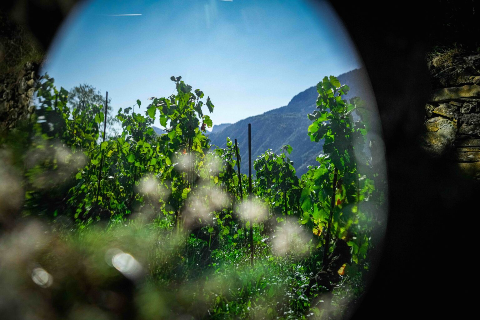 Ayze et son vin AOC - Vivre en Haute-Savoie