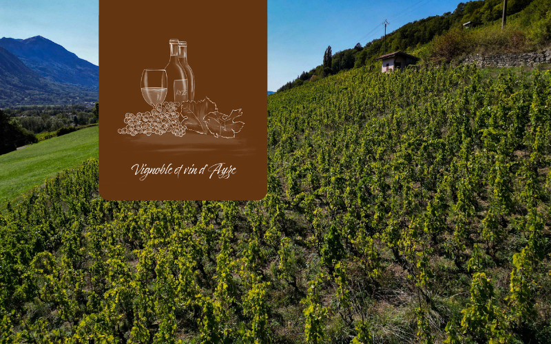 Ayze et son vin AOC - Vivre en Haute-Savoie