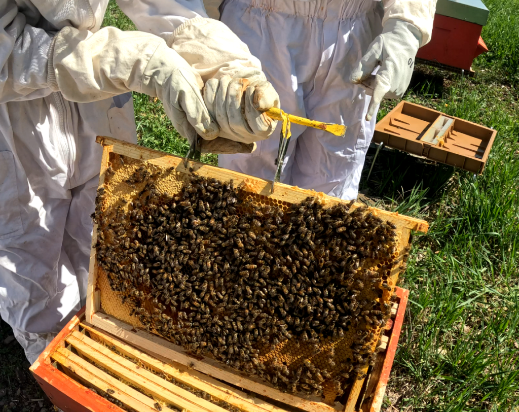 Apiculture à Bonneville - Vivre en Haute-Savoie
