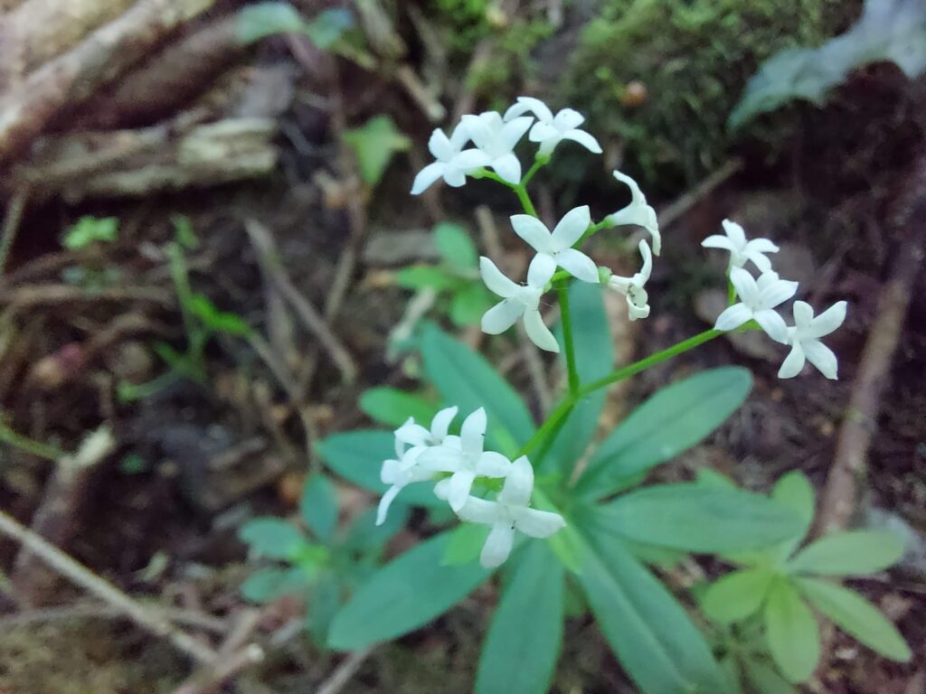 L'aspérule odorante